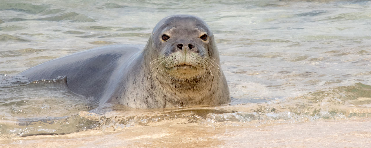 Les animaux de Hawaii - Découverte de la faune de Hawaii - Pacifique à ...
